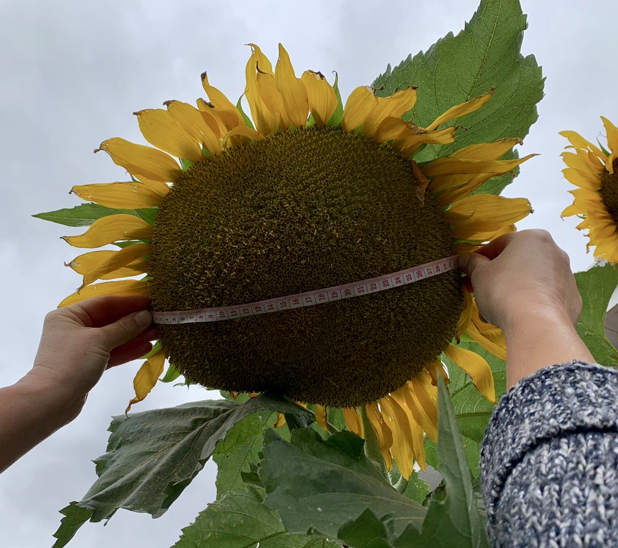 Sunflower Competition Winners 2020 | Acquire Care